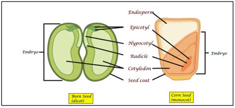 Classification Of Angiosperms Explained With Diagram
