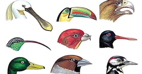 Практична робота № 2 Виявлення прикладів пристосувань до способу життя у представників різних