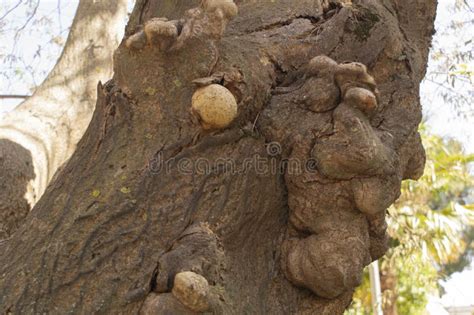 Tree Trunk With Strange Wood Deficiencies Due To A Disease Stock Photo