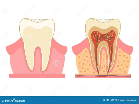 Tooth In A Cut Medical Diagram Of The Structure Of The Inside Cross