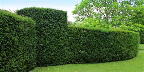 Wilson Tree Care Lower Mainland Arborist Services