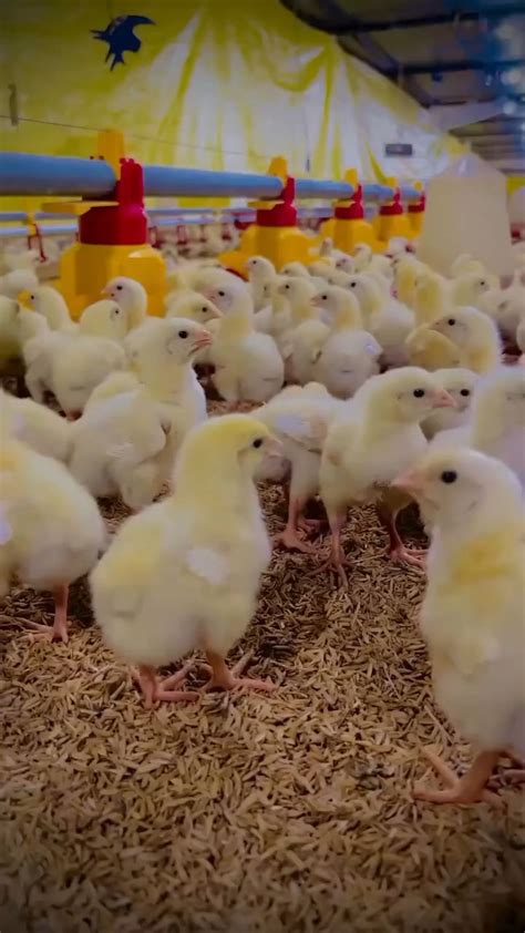 Suraj Dataset Roboflow Universe