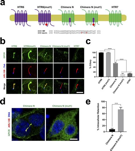 Htr6 And Sstr3 Ciliary Targeting Relies On Both Ic3 Loops And C Terminal Tails Life Science