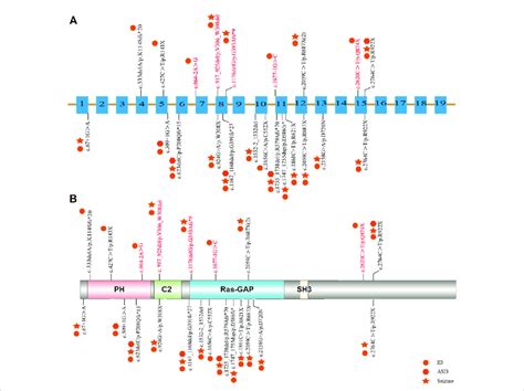 Distribution Of Mutations In Chinese Patients Among Different Exons And