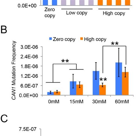High Ty1 Copy Strains Have A Modest Reduction In Mutation Frequency In