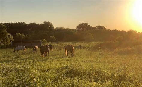Home Lucky U Stables
