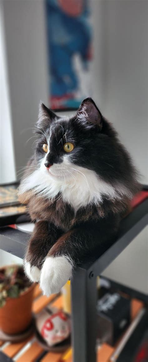 Siberian Tuxedo Kitten Named Jin R Tuxedocats