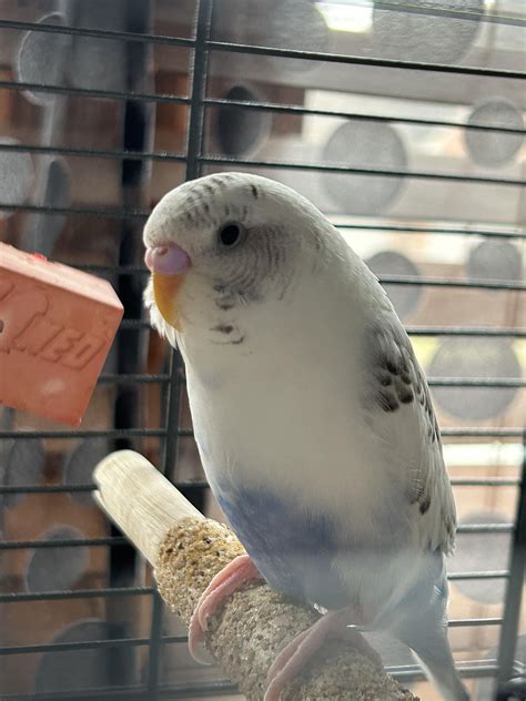What Is The Sex Of My Parakeet R Parakeets