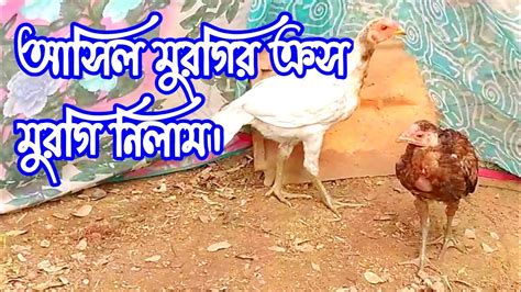 আসিল মুরগির ক্রস মুরগি নিলাম। Desi Murgi Palan Aseel Murgi Youtube