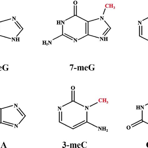 Chemical Reactions Catalyzed By Alka Mgmt And Alkb For The Repair Of Download Scientific