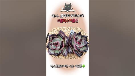 블랙슈퍼클론 에케베리아 다육이 다육식물 다육이라이브 다육판매하는곳 다육 Succulent 선인장 예쁜다육