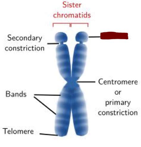Chromosomes Flashcards Quizlet