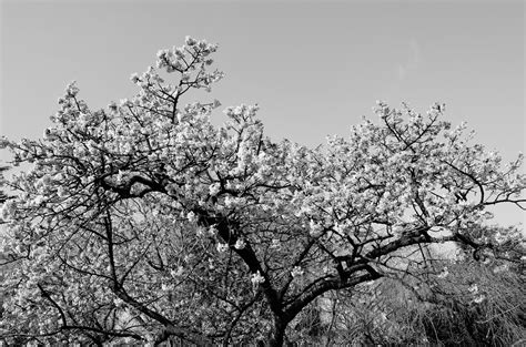 배경 화면 일본 단색화 공원 눈 겨울 사진술 분기 서리 벚꽃 봄 라이카 도쿄 Jp 나무 시즌 플로라 티 신죽교 인 신주쿠 레이 캐