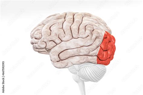 Cerebral Cortex Occipital Lobe In Red Color Profile View Isolated On White Background 3d