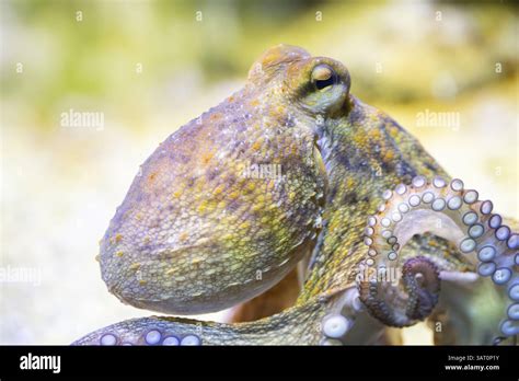 Common Octopus Octopus Vulgaris Swimming Under Water Captive