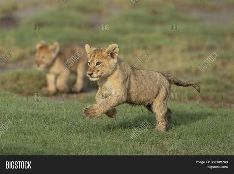 Cute Lion Cub Running Image And Photo Free Trial Bigstock