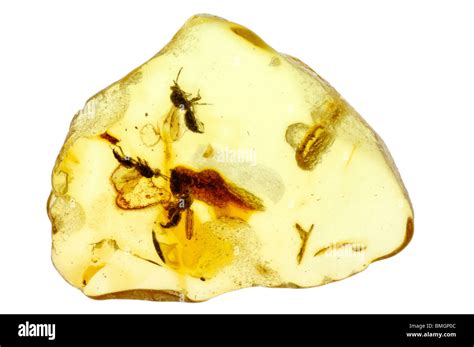 Tree Resin Insect Cut Out Stock Images And Pictures Alamy