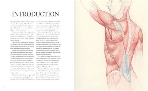 Dynamic Human Anatomy An Artist S Guide To Structure Gesture And The Figure In Motion