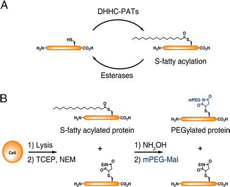 Mass Tag Labeling Reveals Site Specific And Endogenous Levels Of
