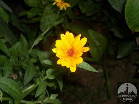 Neven Poljoprivreda Beogradski Oglasi