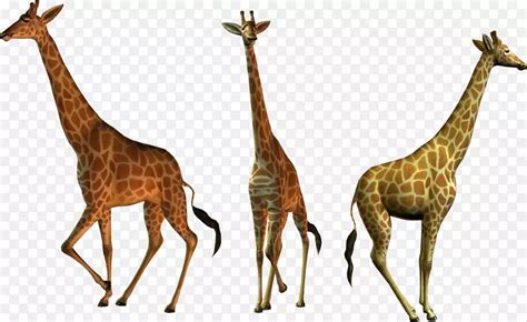Png Png