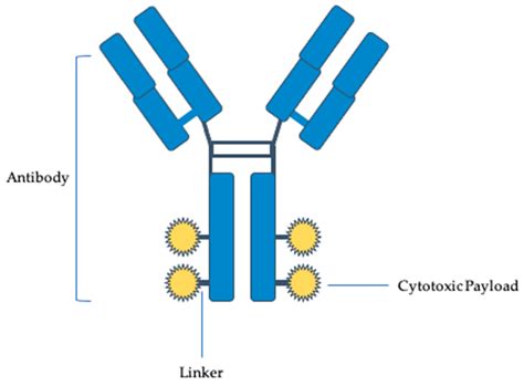 Molecules Free Full Text Antibodydrug Conjugates Adc In Her2neu