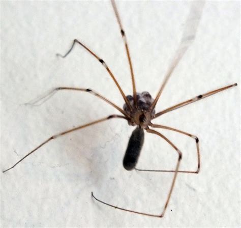 Picture Pholcus Phalangioides With Egg Sac