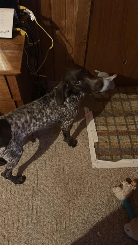 My Happy Gsp Pup R Gsp Photos