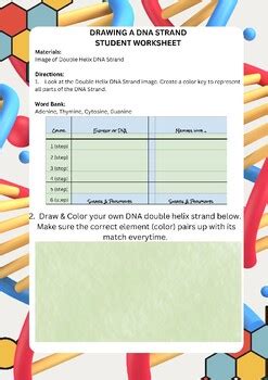 Drawing The DNA Molecule Guide Babes Through The DNA Structure Draw