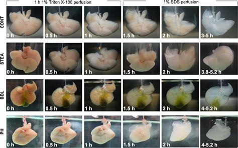 Representative Course Of The Decellularization Process The Course Of Download Scientific