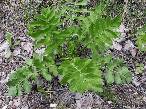 Wild Parsnip Pastinaca Sativa Wisconsin