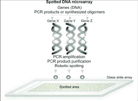 Schematic Illustration Of Spotted Genes On A Glass Slide Array Glass Download Scientific