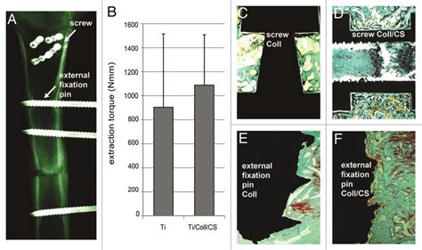 A Lateral Radiograph Of A Rat Tibia With The Inserted Cylindrical Ha Download Scientific