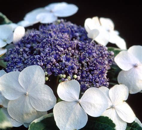 Light O Day® Hydrangea Hydrangea Macrophylla Bailday — Plant And