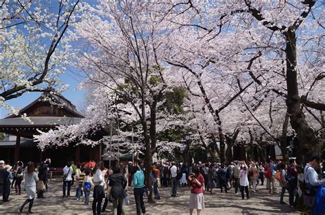 写真2015年桜 その3 たびづとは旅土産