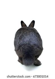 Scut Out Images Stock Photos Vectors Shutterstock