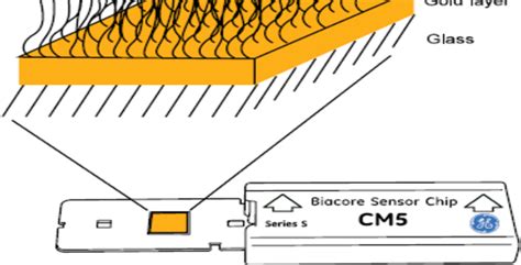 Figure 1 From Development Of A Label Free Biosensor Method For The