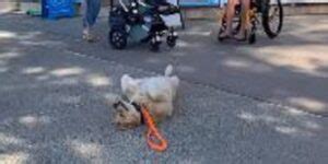 Le Chien Refuse De Quitter Le Parc Sa M Thode Est Infaillible Et