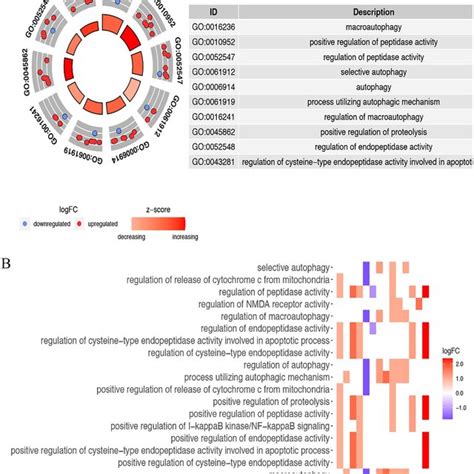 The Relationship Between The Autophagy Related Gene Based Risk Score Download Scientific