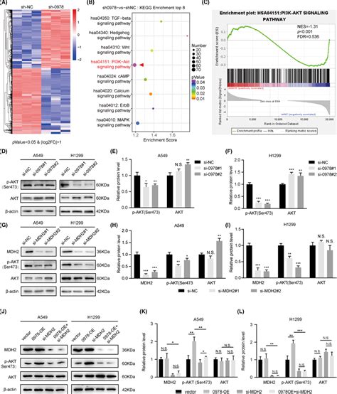 Long Non Coding Rna Lncrna Ac020978 Activates The Pi3k‐akt Signaling Download Scientific