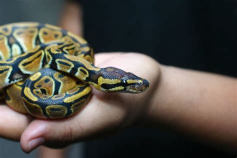 Píton Real Características Comportamento E Habitat Meus Animais