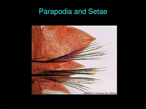 Ppt Ch 11 Phylum Annelida Powerpoint Presentation Free Download Id 9140489