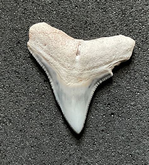 Carcharhinus Leucas Bull Shark Bone Valley Shark Tooth Etsy Shark