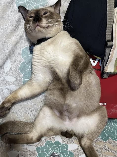 My Cat Has This Weird Bald Spots Appearing Recently And This Has Been Going On For Weeks Na R