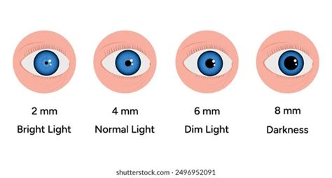 Pupil Size Changes By Refraction Eye Stock Vector Royalty Free Shutterstock