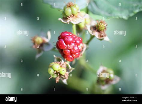 Blackberry Rubus Sectio Rubus Are A Section Of The Extensive And