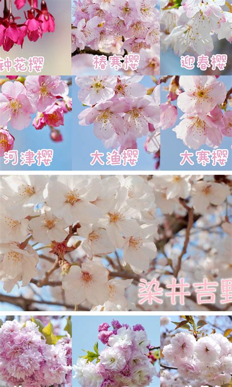 樱花有几种颜色（日本樱花有几种颜色） 十日日知识