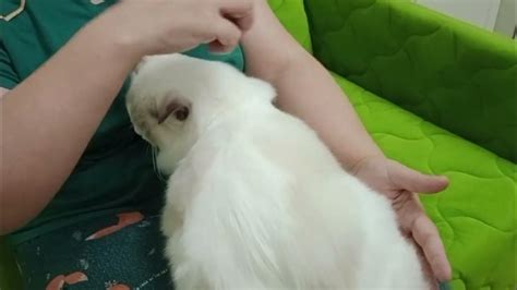 Рэгдолл регдолл Cat Kitten кот Youtube