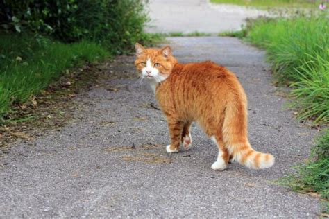 Why Does My Cat Run Away From Me 6 Possible Reasons Hepper Pet Resources