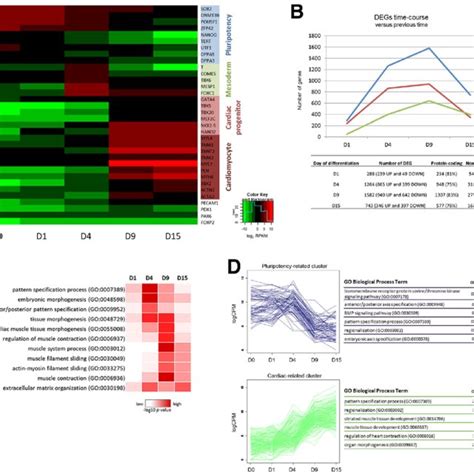 Polysome Profiling Of Hesc During Cardiomyogenic Differentiation A Download Scientific